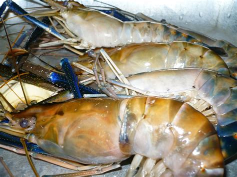 Perladangan Dan Penternakan Penternakan Udang Galah