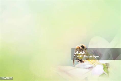 꽃 벚꽃 분기와 자연 야외에서 녹색 빛 배경에 꿀벌 봄 꽃 배경 매크로 봄 개념 여유 공간이 있는 꽃 프레임 0명에 대한 스톡 사진 및 기타 이미지 Istock