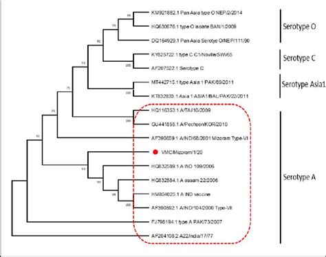Phylogenetic Tree Generated On The Basis Of Full Length Vp1 639nt Of