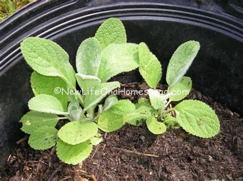 How To Grow And Use Wooly Lambs Ear