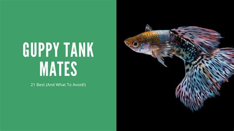 21 Best Guppy Tank Mates For A Peaceful Community Tank Aquariumstoredepot
