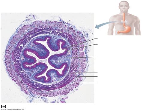 Microscopic Structure Of Esophagus Diagram Quizlet
