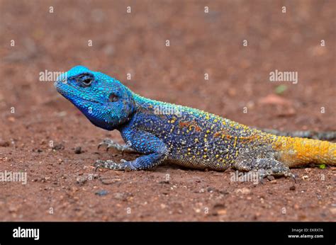 Colourful Blue Headed Agama Lizard Sitting On The Ground Kruger Stock