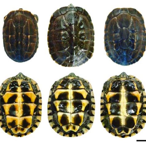 Adult Female Malayemys Subtrijuga At A Local Restaurant In Kampong Thom