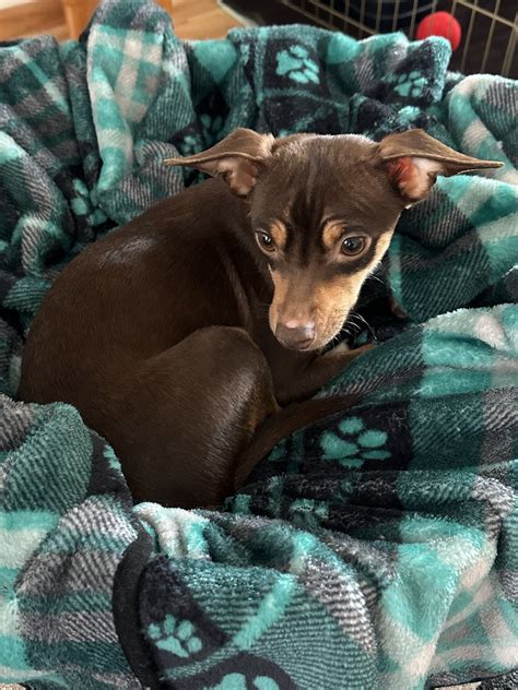 Ladybug — Fetch Wisconsin Rescue