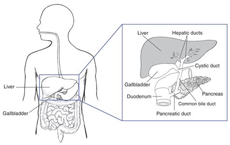 Illustration Of The Biliary System With The Liver Gallbladder Duodenum Pancreatic Duct