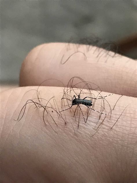 Mosquitospecieidentification Classification Dataset And Pre Trained Model By Myimageidentification