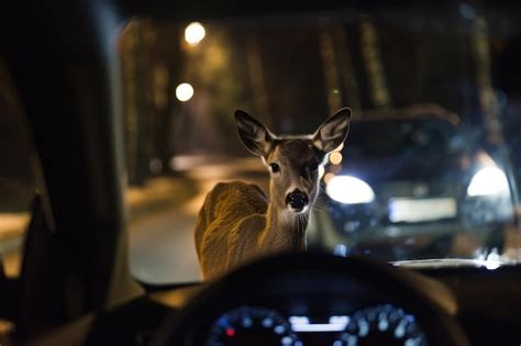 premium photo deer crossing the road during the night view from