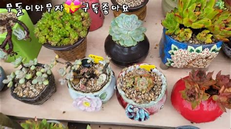 가을은다육이계절가을날힐링누리며즐길 준비되었어요😝🤭🤗 Youtube