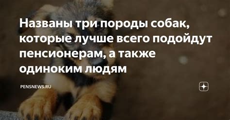 Названы три породы собак которые лучше всего подойдут пенсионерам а также одиноким людям