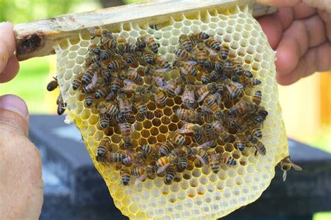 The Beekeeper Shows The Queen Bee In A Nesting Frame Among The Bees