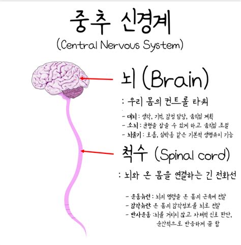 신경계nervous System 쉽게 이해하기 중추신경계 말초신경계 체성신경계 자율신경계 네이버 블로그