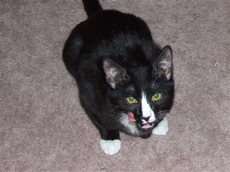Raw Feeding Your Cat
