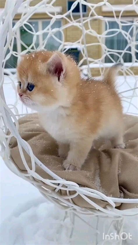 Cuteness Overloaded 🥰😻 Kittens Cutest Cute Cats Cat Breeds