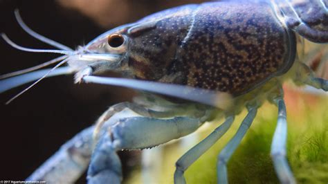 Cephalothorax Crayfish A New Species Of Crayfish Of The Genus