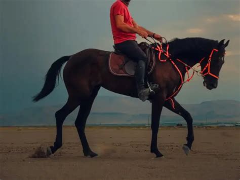 Basseri Horse Horse Breeds