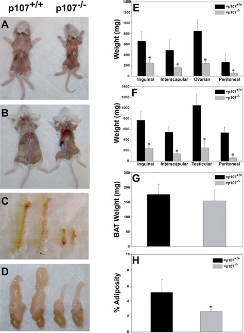 P107 −− Mice Display Under Developed Wat Depots Download Scientific