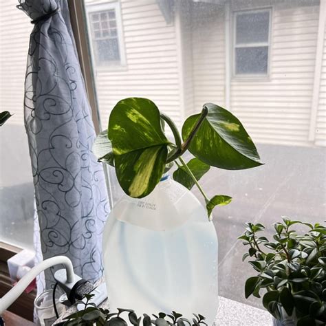 Propagating R Pothos