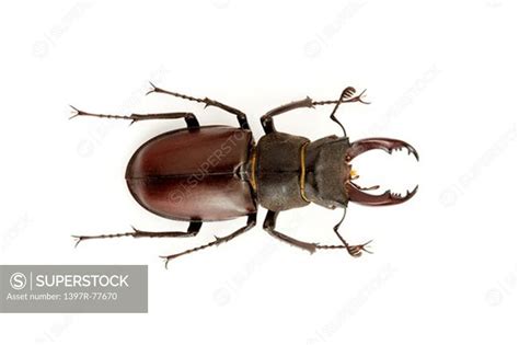 Stag Beetle Beetle Insect Coleoptera Superstock