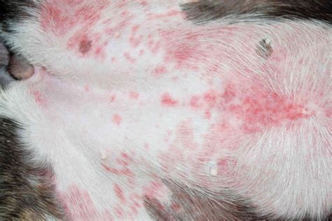 Alergia Alimentaria En Perros Reacción Adversa A Alimentos Farcovet