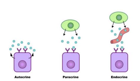 Cell Signalling And Intercellular Messengers Flashcards Quizlet