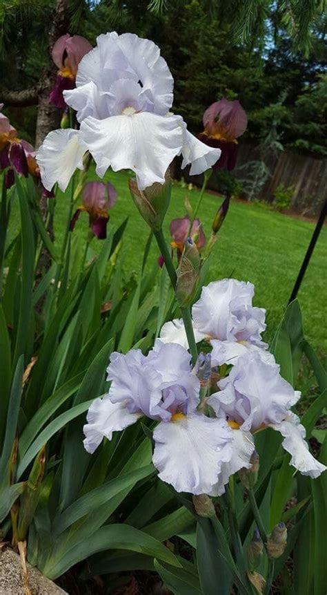 Iris Germanica Bearded Iris In Carnaby And Silverado