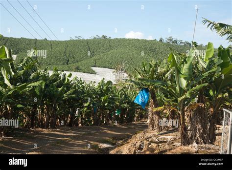 Banana Plantations Australia At Dylan Belstead Blog