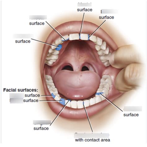 Surfaces Of The Teeth With Diagram Diagram Quizlet
