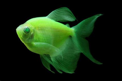 GloFish Alchetron The Free Social Encyclopedia
