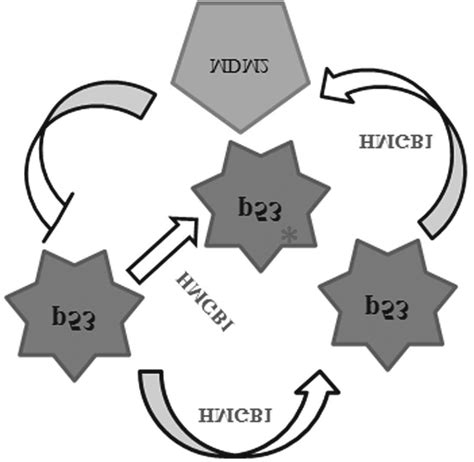 Schematic Representation Of The Influence Of Hmgb1 On P53 Protein