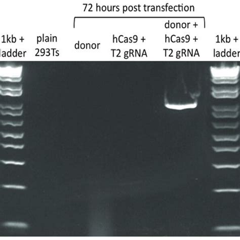 The Pcr Model To Represent 3 Days After Transfection Download