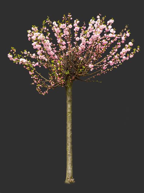 Bubble Sort Algorithm Explained Artofit