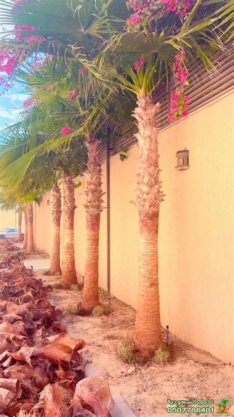 أسعار زراعة وتوريد نخل وشنطني في الرياض