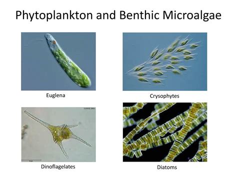 Ppt Nerds 2012 Pre Session 1 Content Lecture Terrestrial And Aquatic Ecology Powerpoint