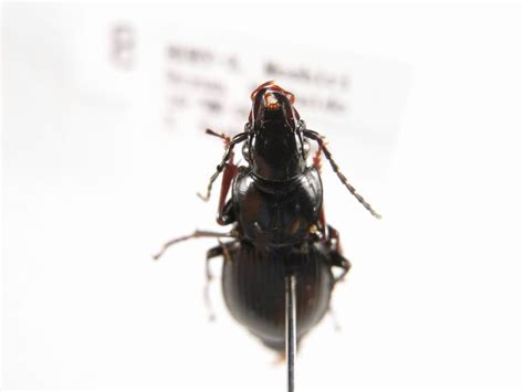 甲虫分類ツンベルグナガゴミムシ