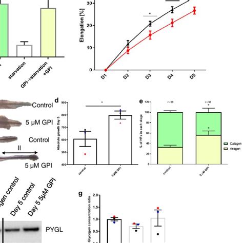 Pygl Inhibition Stimulates Hf Growth A Glycogen Assay In Primary