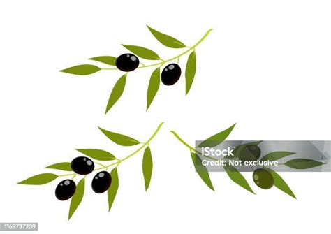 흰색 배경에 녹색과 검은 색 올리브 플랫 스타일 벡터입니다 그림 0명에 대한 스톡 벡터 아트 및 기타 이미지 0명 건강한
