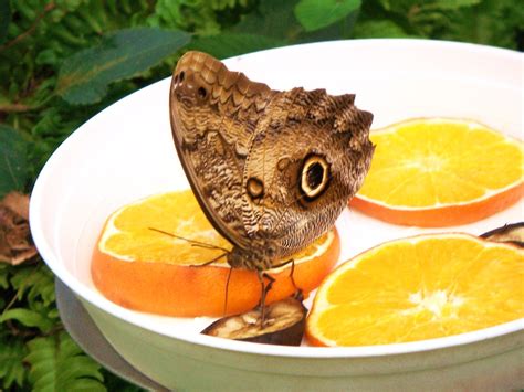Cosa Mangiano Le Farfalle E Come Si Nutrono