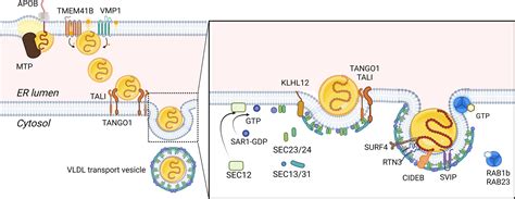 Vldl Biogenesis And Secretion It Takes A Village Circulation Research