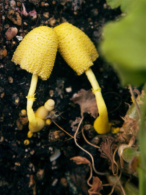 Por Qué Crecen Los Hongos En La Tierra De Las Plantas De Interior 7