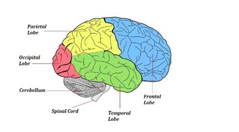 Diagram Of Brain Structure Part Of Brain