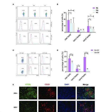 Expression Of Icos And Icosl In Patients With Ra A The Expression Of