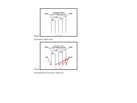 Phenetic Versus Phylogenetic Systems Pptx