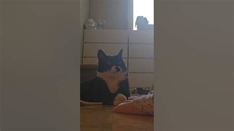 예쁘게 앉아있는 고양이 Youtube