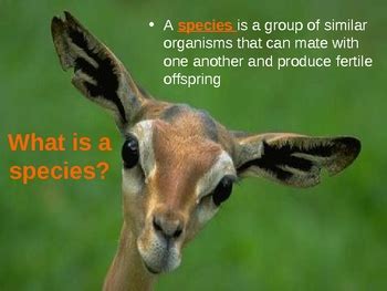 Principles Of Ecology Presentation And Notes By Scienceville TPT