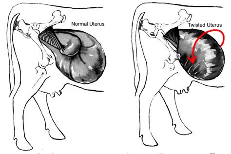 Uterine Torsion In Cattle Vet In Training