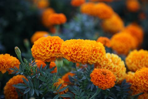 12 Plantas Que Funcionam Como Repelente Para Mosquitos Casacombr