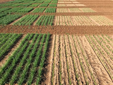 Effect Of Zero Row Spacing On Wheat Birchip Cropping Group