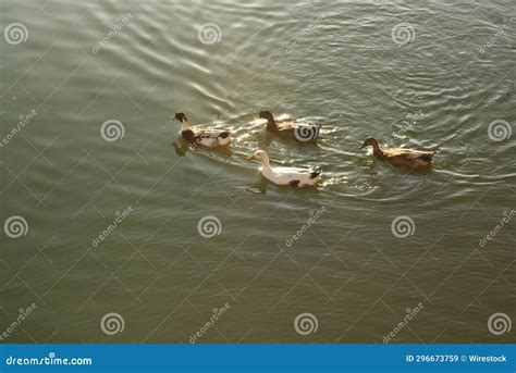 Group Of Indian Ducks Swimming In The Lake Water Stock Image Image Of