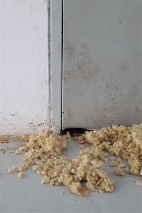 How To Stop Mice From Getting Indoors 3 Secrets To Success